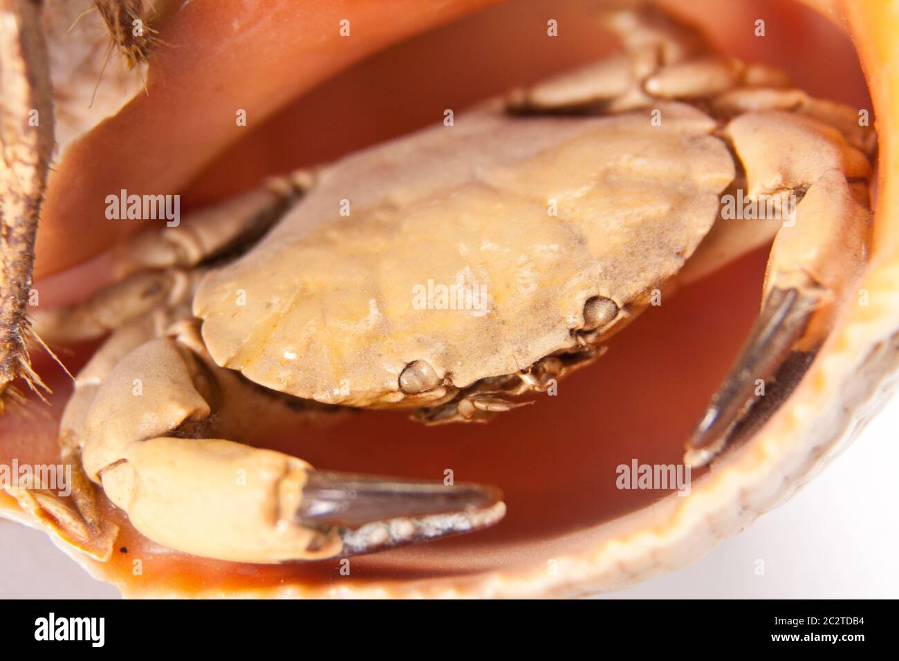 Crab in shell hi-res stock photography and images - Alamy