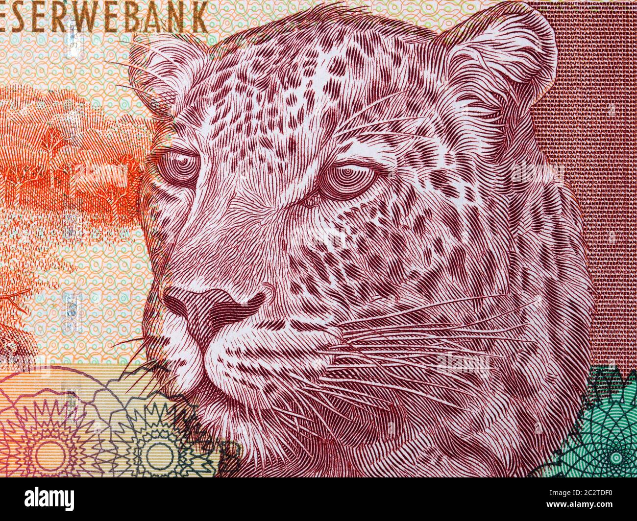 African leopard a portrait from South African money Stock Photo - Alamy