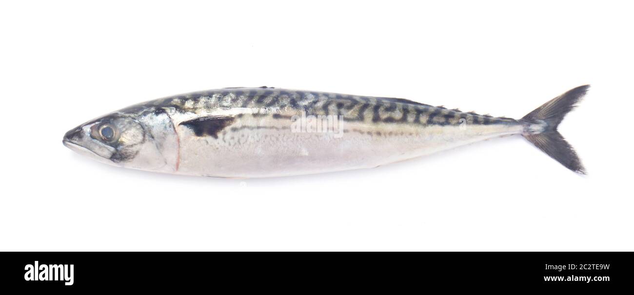 Whole raw mackerel hi-res stock photography and images - Alamy