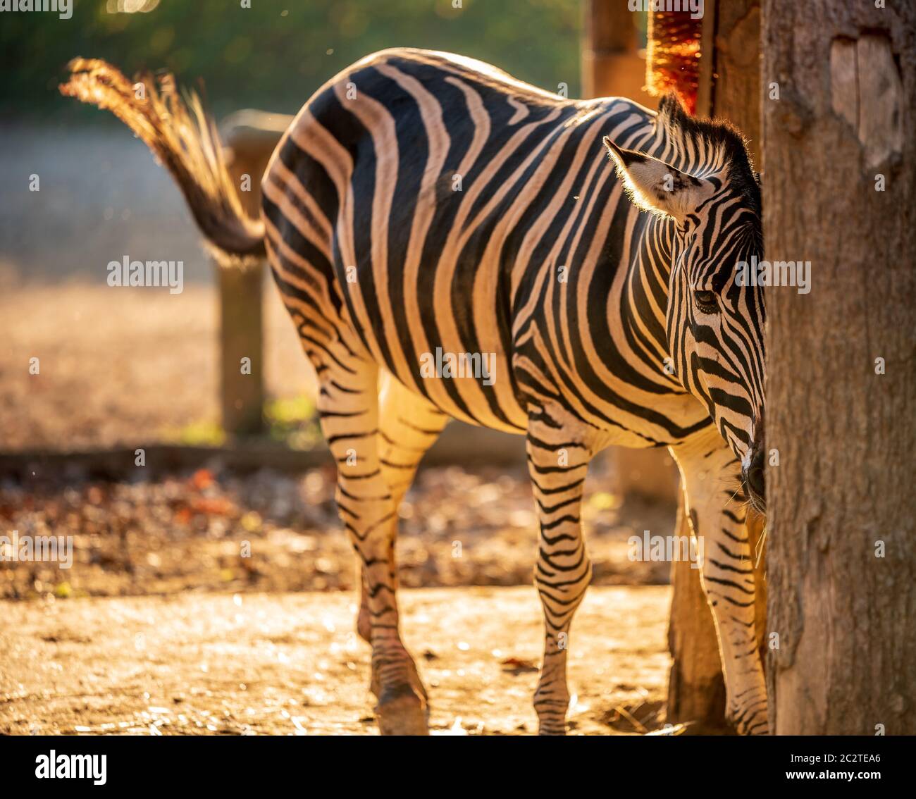 Zebra hiding hi-res stock photography and images - Alamy