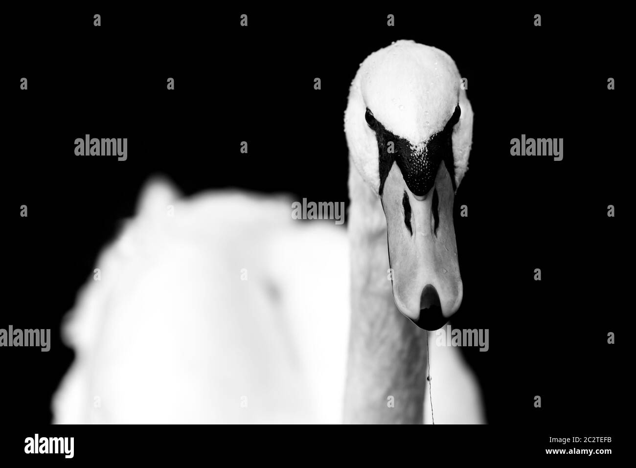 Swam swimming hi-res stock photography and images - Alamy