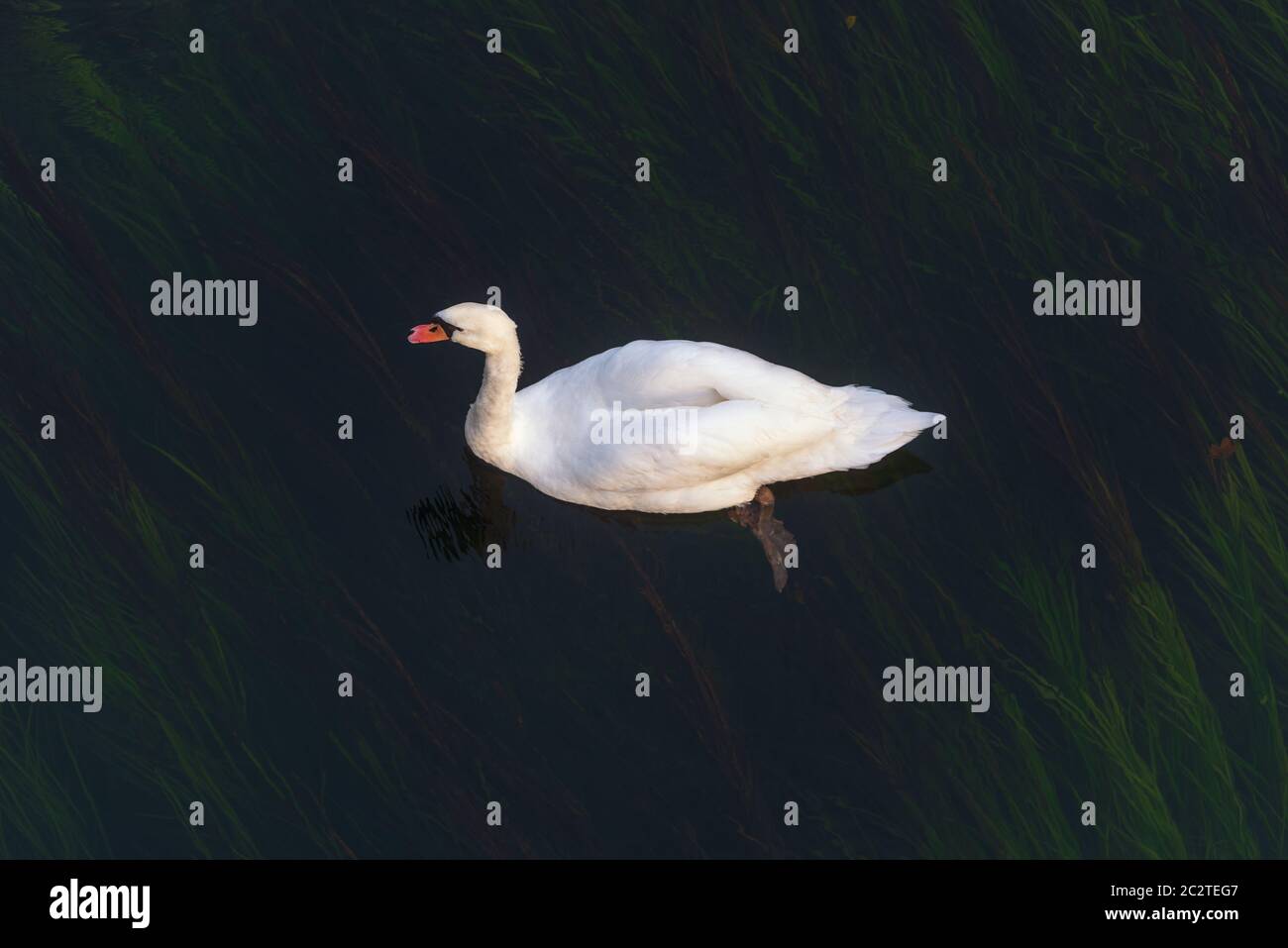 Swam swimming in the river. Photographed from above. Green grass in the ...