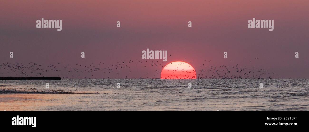 Seagull in water north hi-res stock photography and images - Alamy