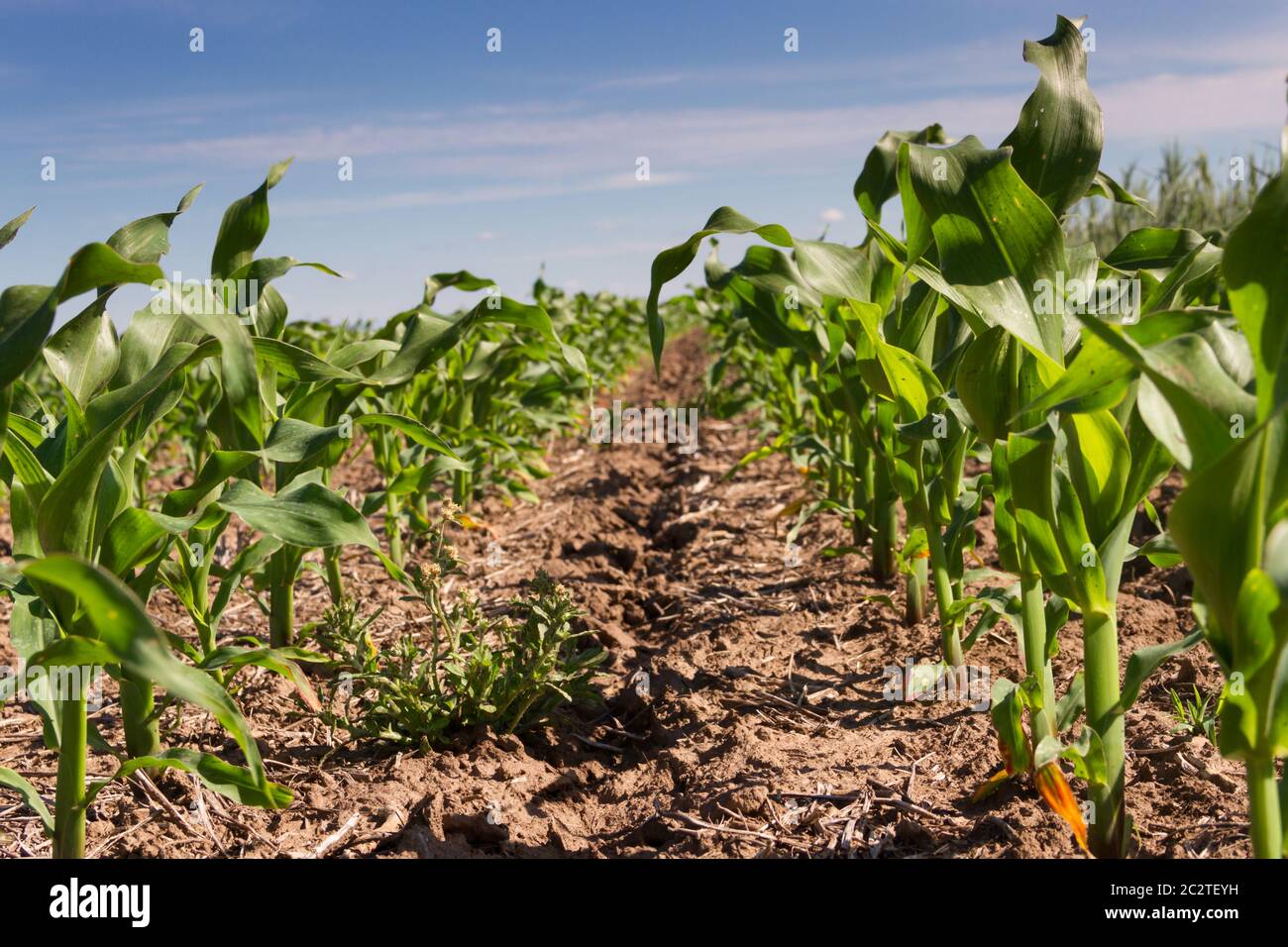 groove of plowed land with planted corn Stock Photo - Alamy