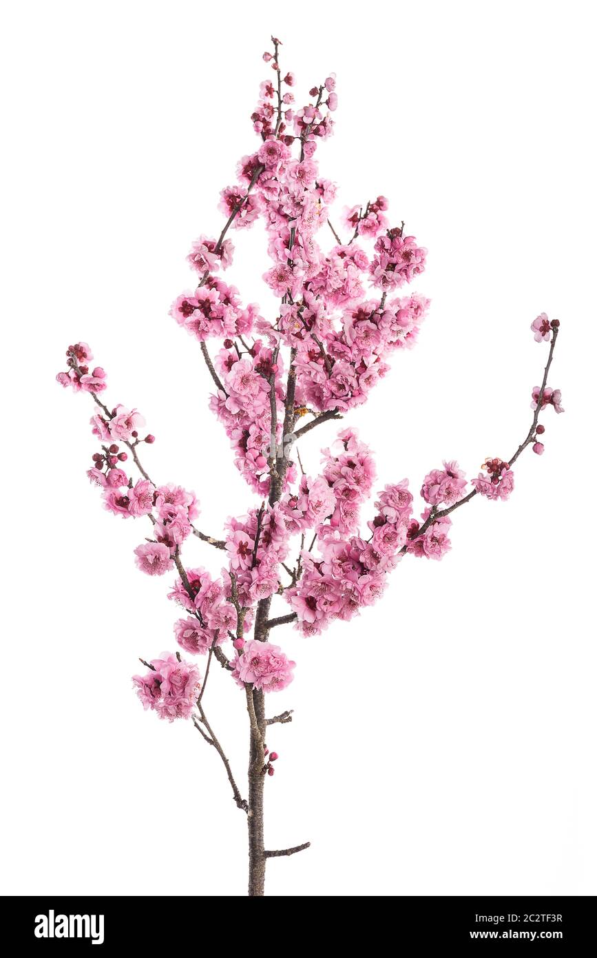 Pink cherry blossom branch isolated on white background Stock Photo - Alamy
