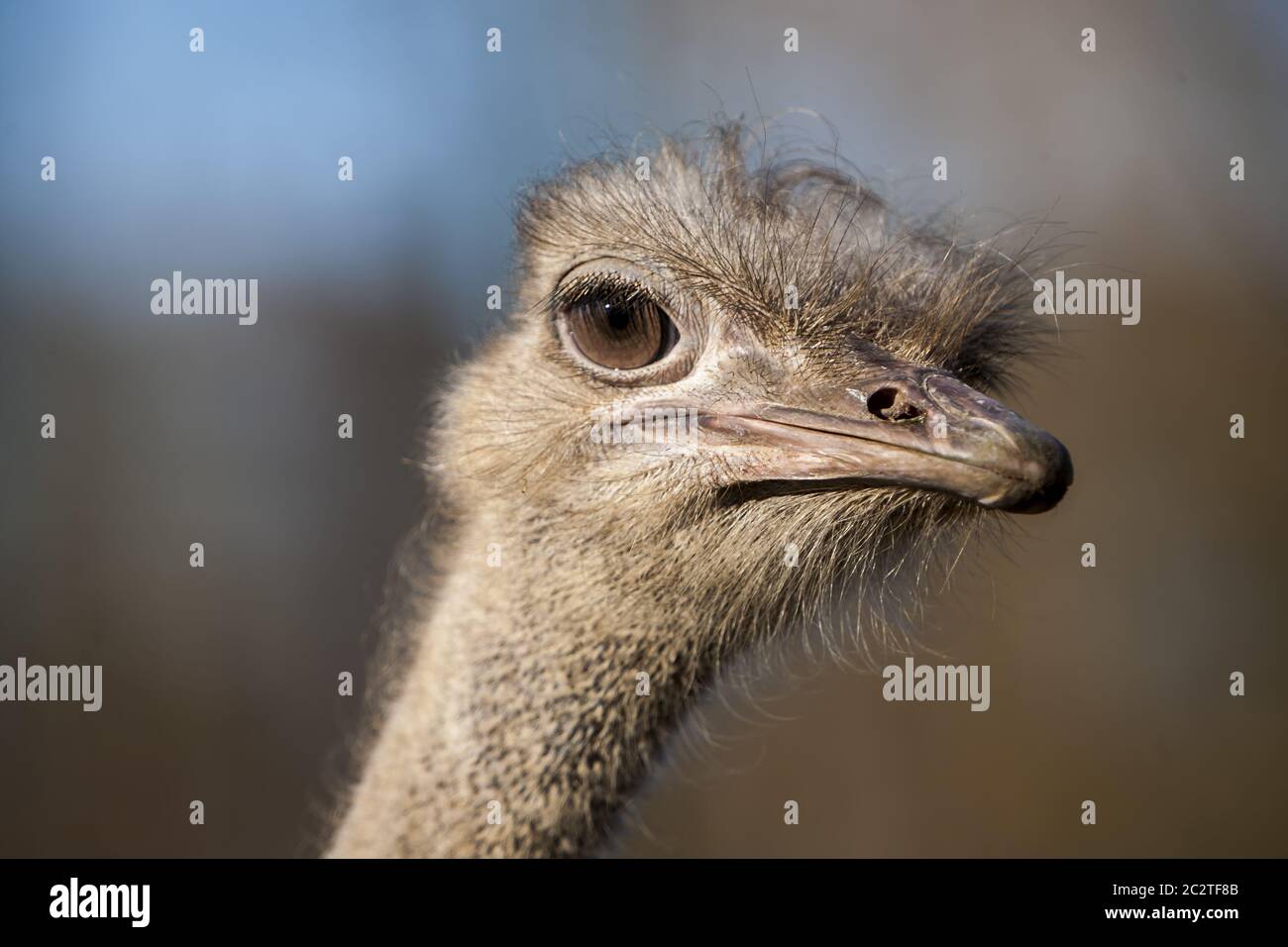 Ostrich portrait (Struthionidae Stock Photo - Alamy
