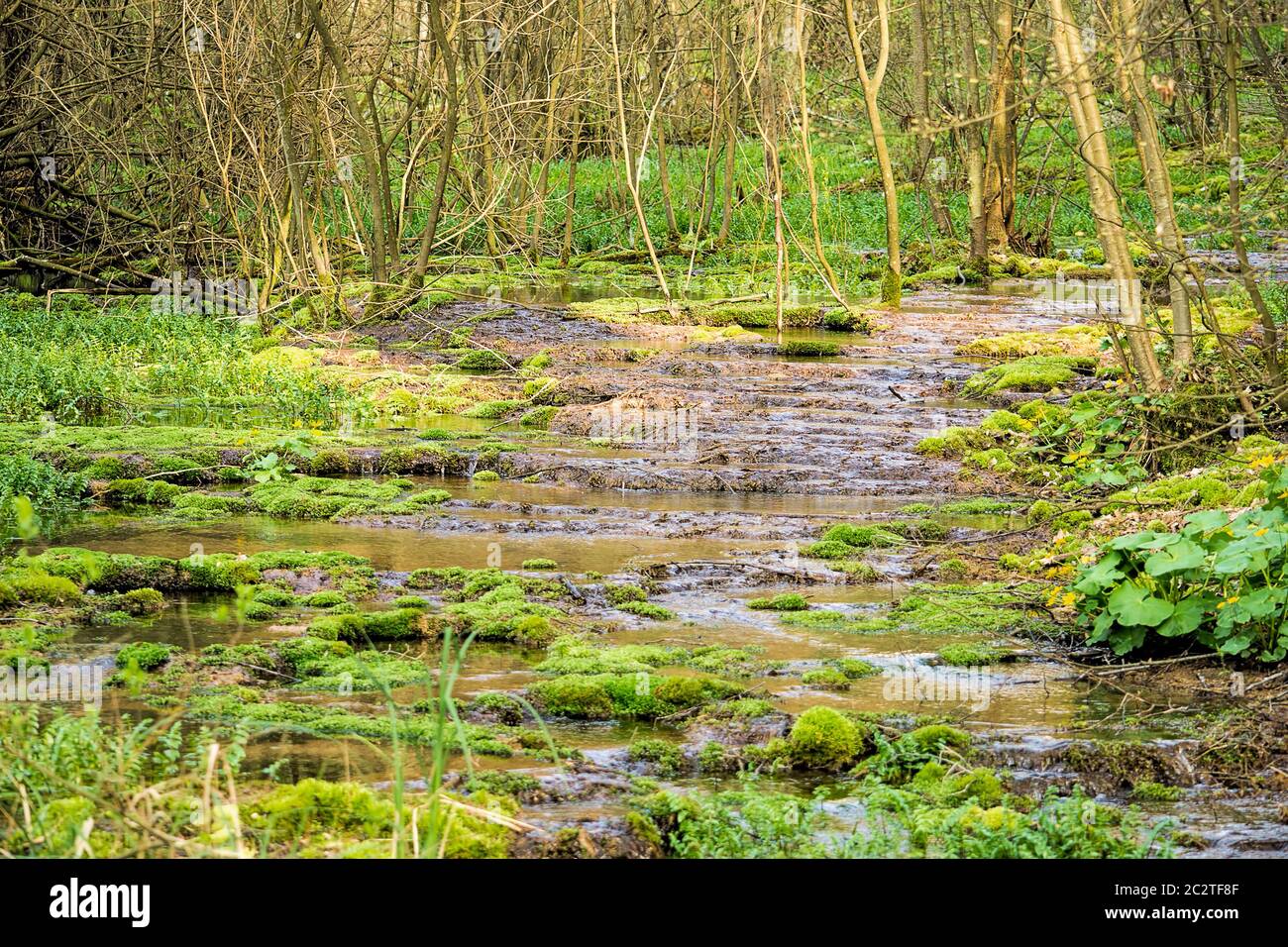 Quiet stream hi-res stock photography and images - Alamy