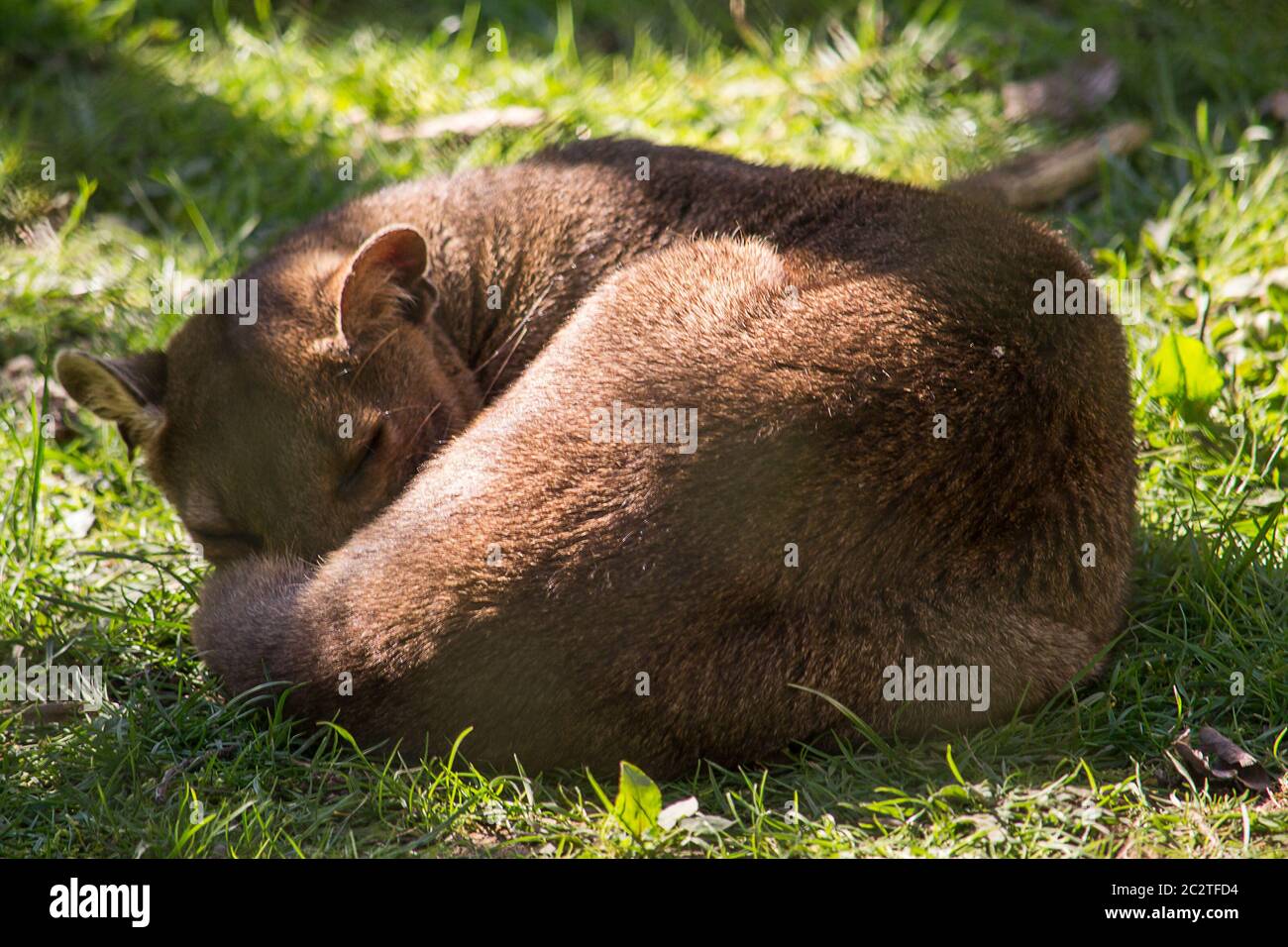 Fossa sleeping hi-res stock photography and images - Alamy