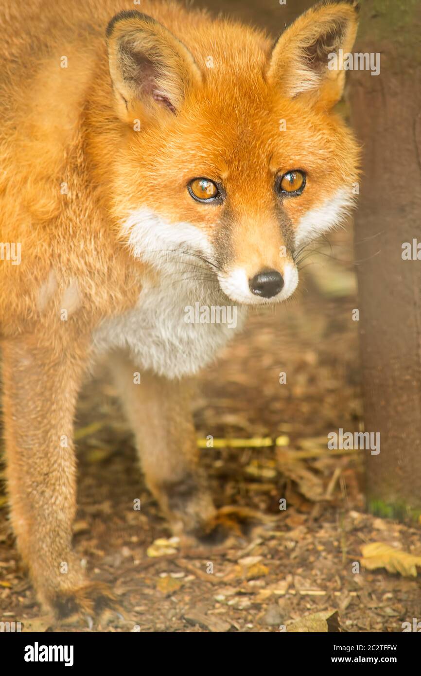 Portrait of a common red fox Stock Photo - Alamy