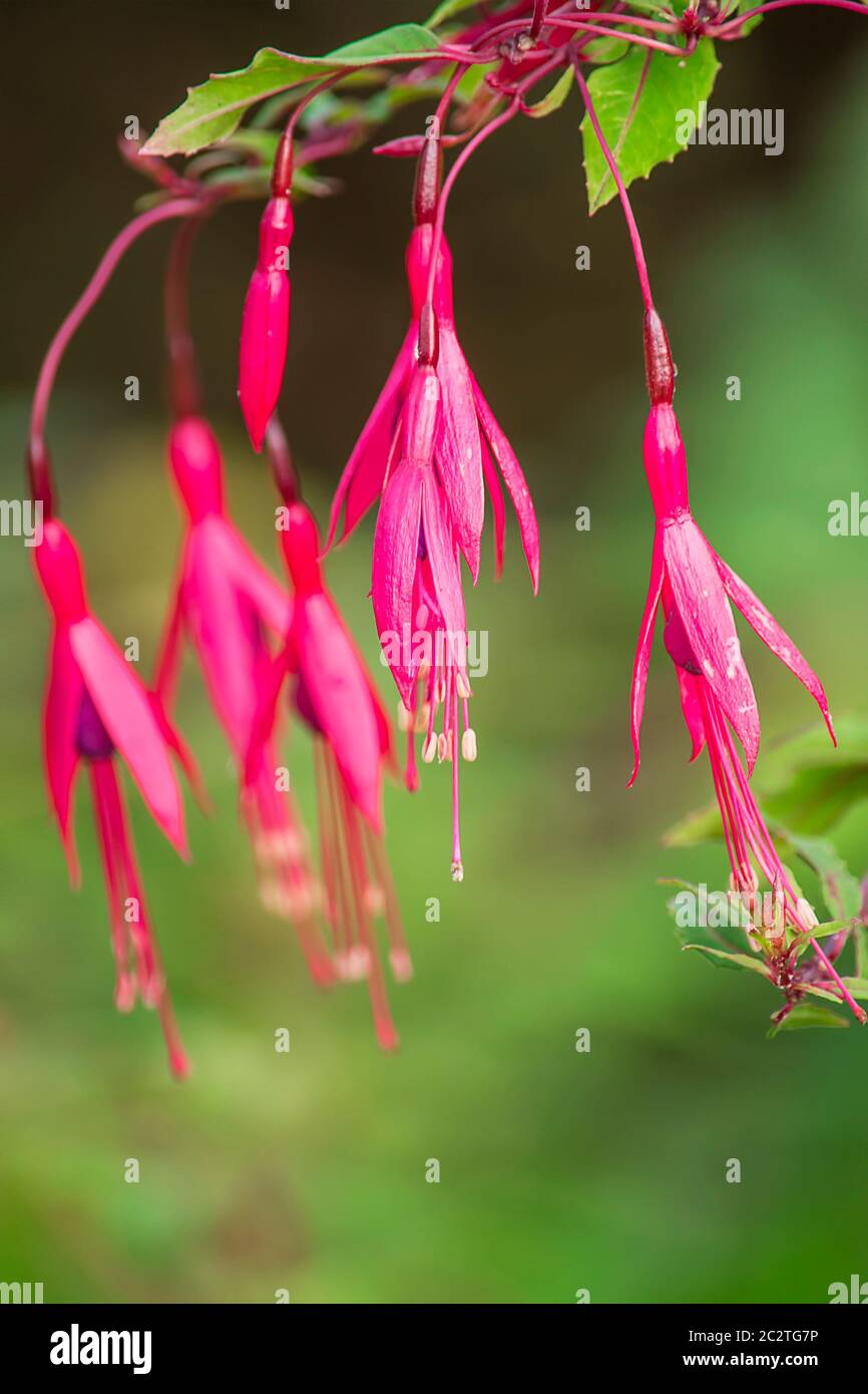 Beautiful pink fuchsia image hi-res stock photography and images - Alamy