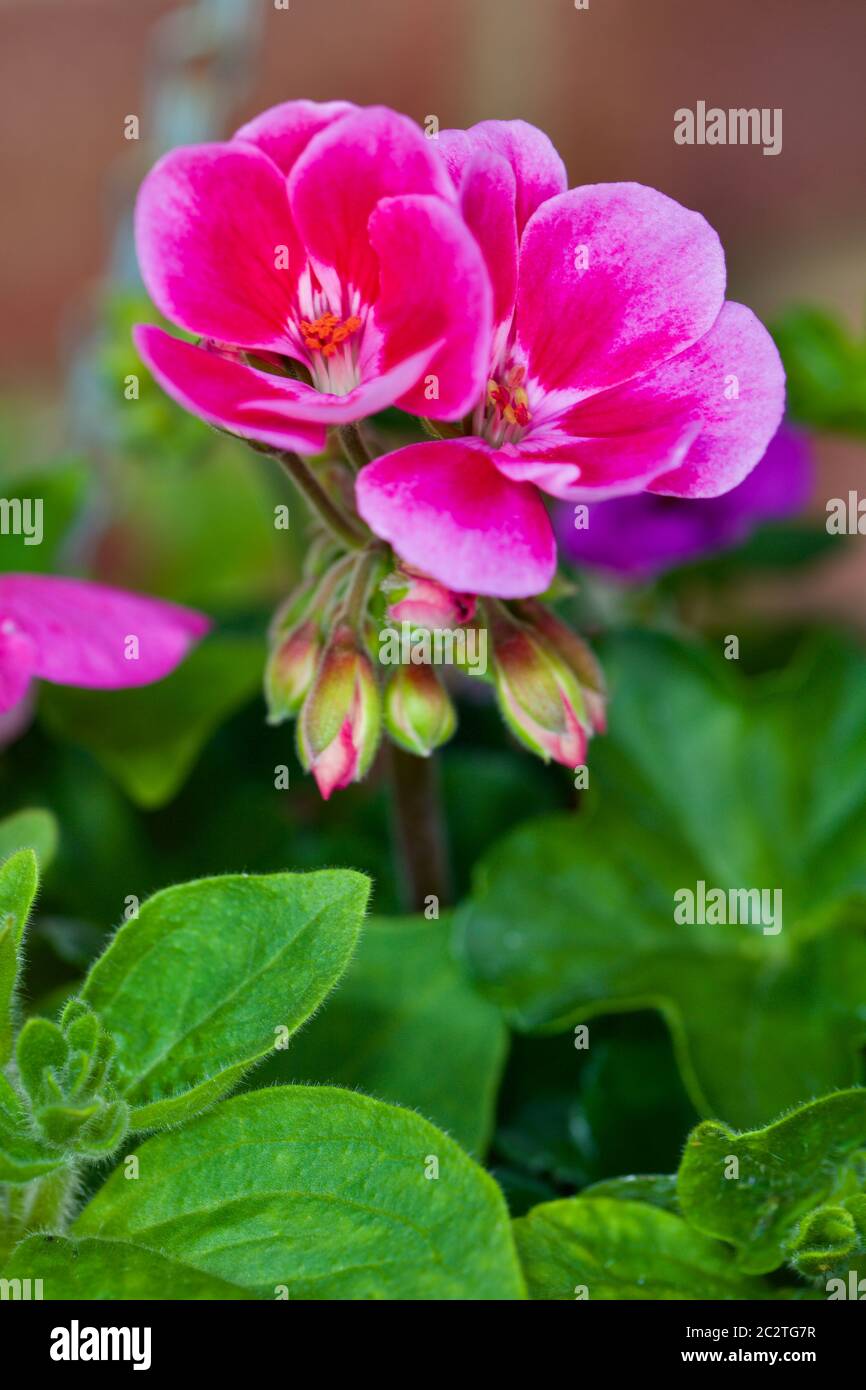 Geranium compact pink with eye ‘rosita’ Stock Photo - Alamy