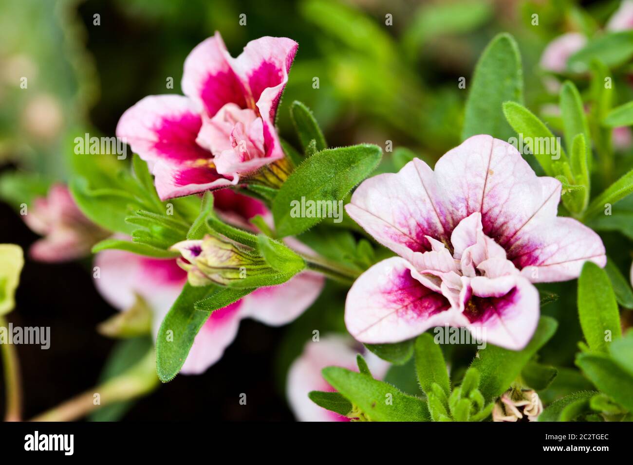 Mini petunia hi-res stock photography and images - Alamy