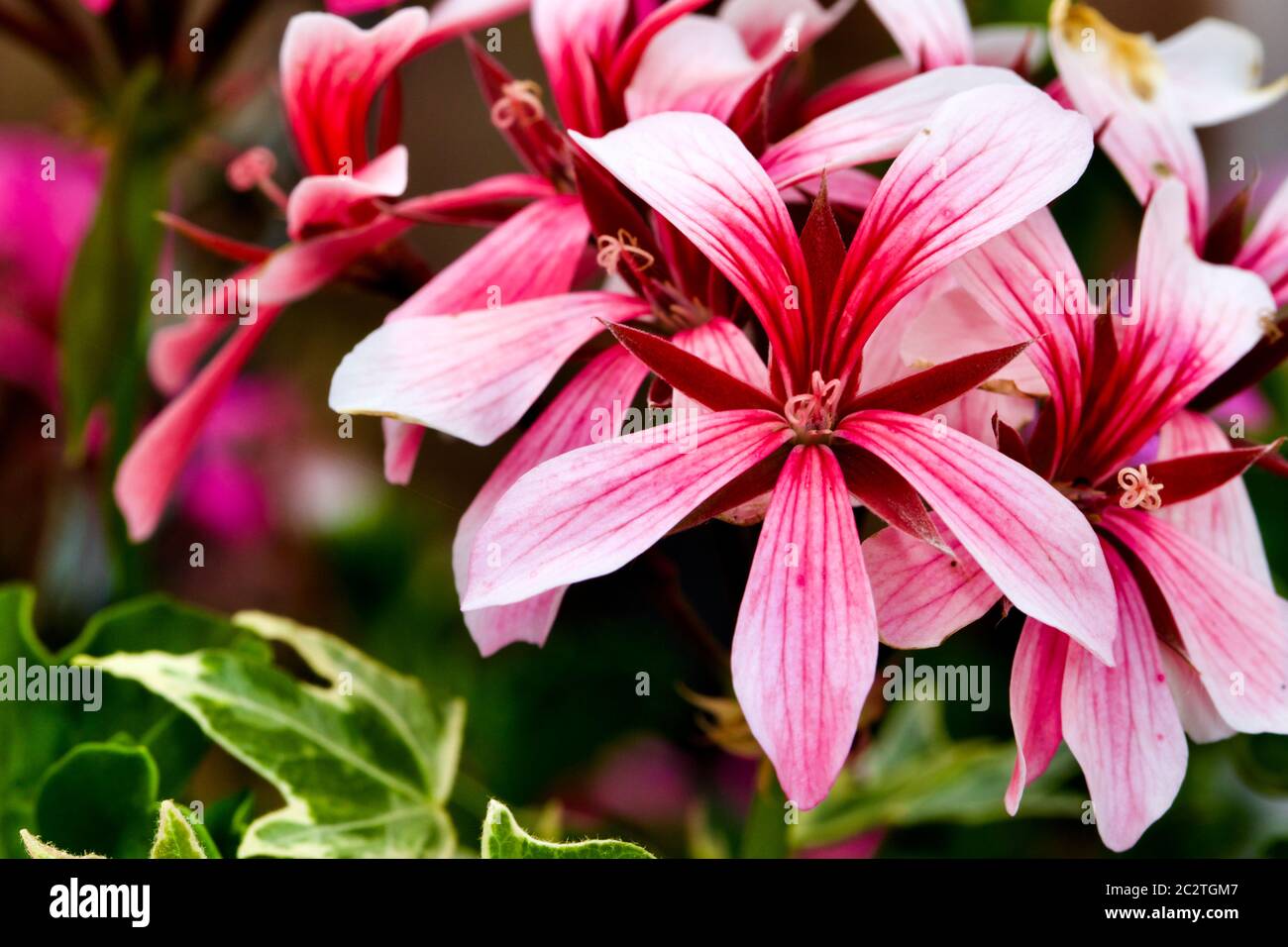 Ivy pelargonium hi-res stock photography and images - Alamy