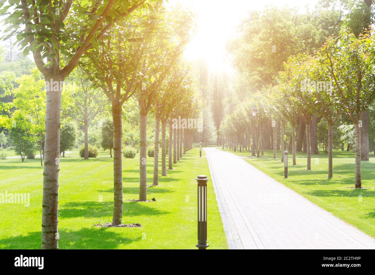 Long alley in the green park with sunlight Stock Photo - Alamy