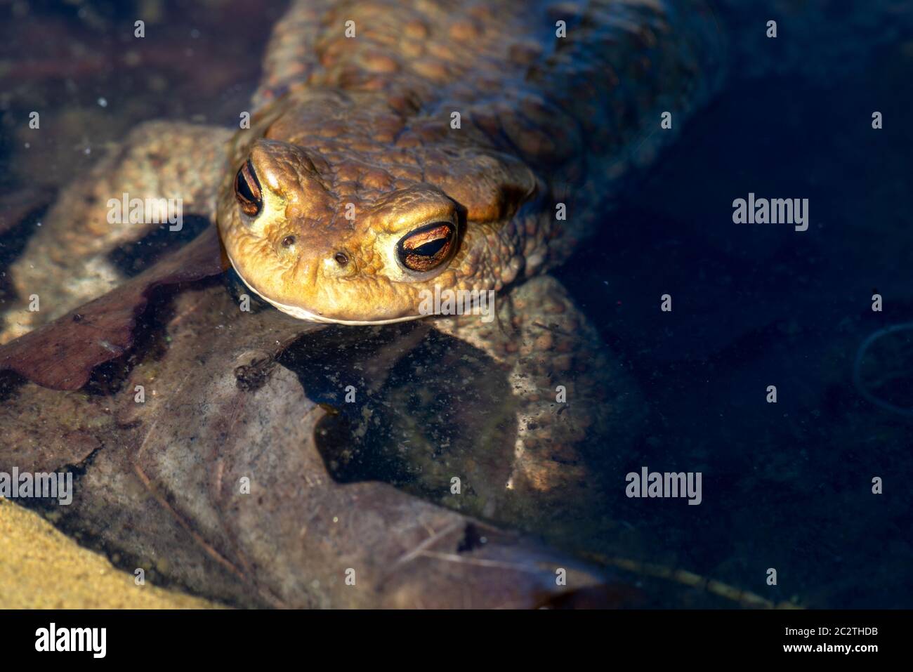 Frog details hi-res stock photography and images - Alamy