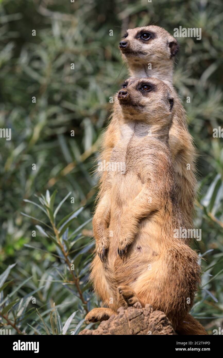 Two meerkats (Suricata suricatta) on watch out to protect and guard the ...