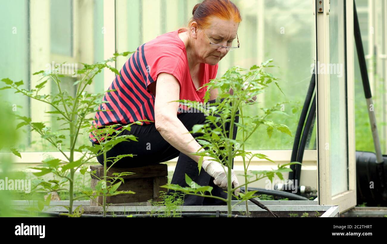 The farmer weeding the seedlings of tomato. Care of seedlings in the ...