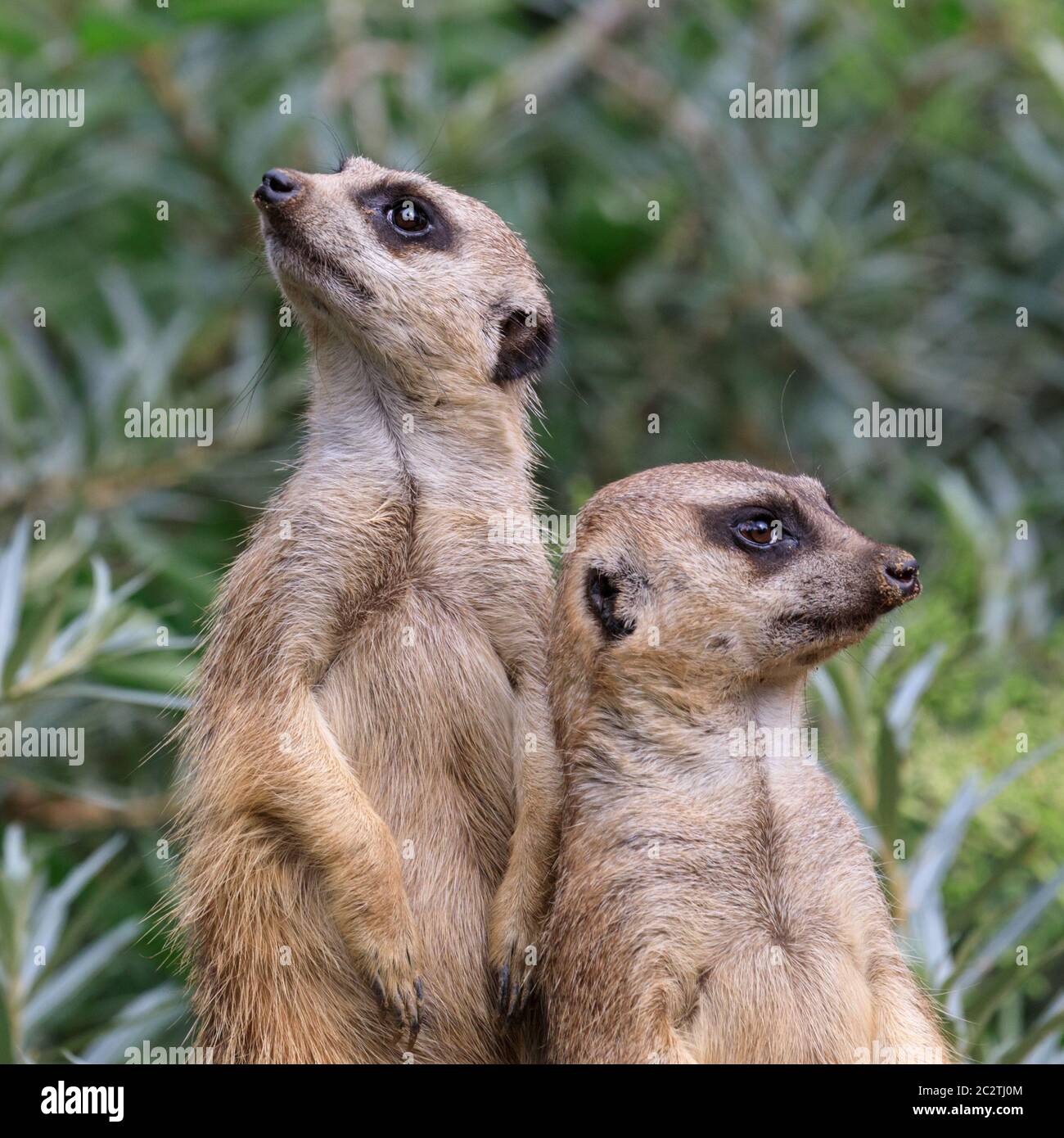 Funny meerkat hi-res stock photography and images - Alamy