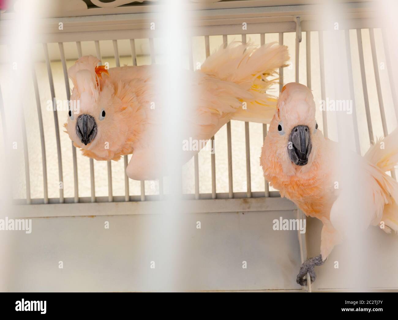 Two pink parrots in a cage Stock Photo - Alamy