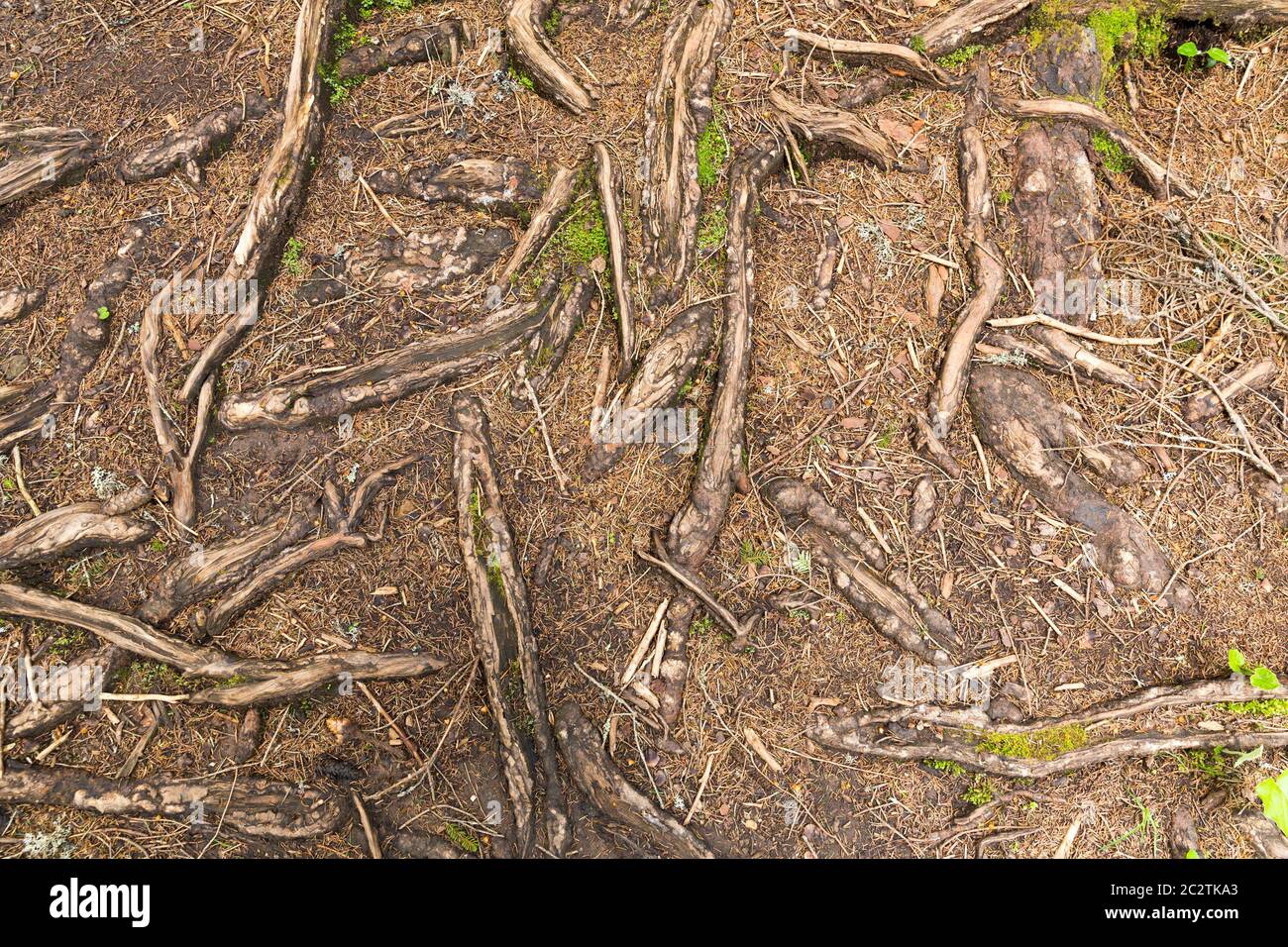 Texture of tree roots in the forest in Montenegro Stock Photo - Alamy
