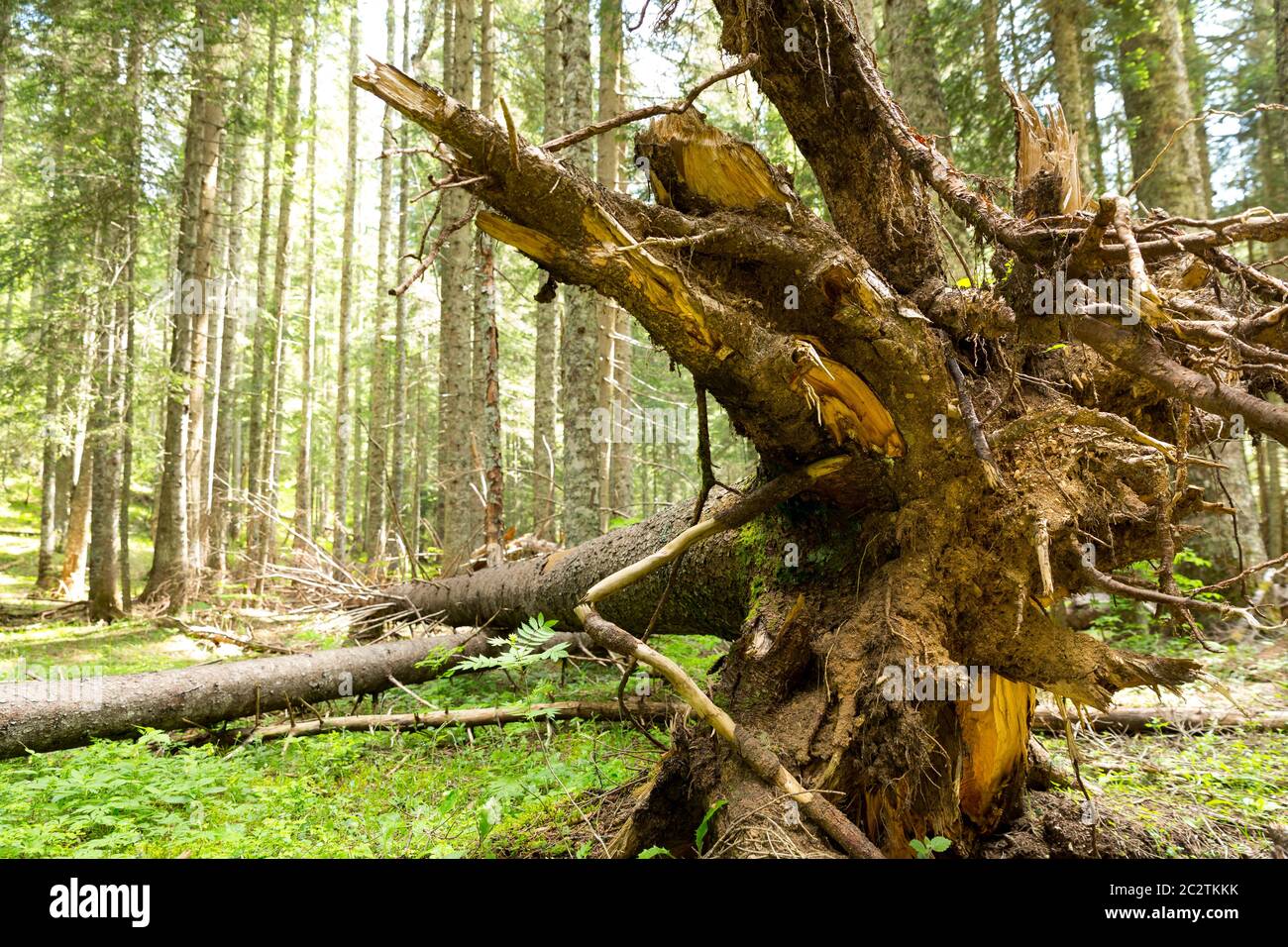 Whole Tree And Roots High Resolution Stock Photography and Images - Alamy