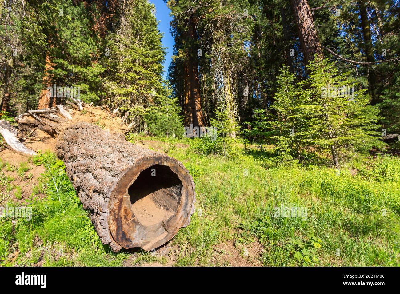 Mouldering stump against pine tree massive at Sequoia National Park ...