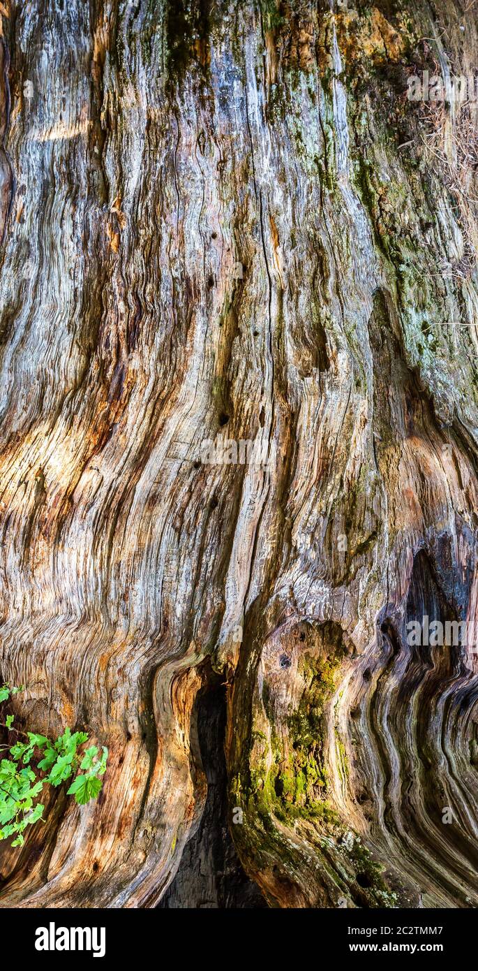 Old tree trunk with green moss closeup. Old tree without bark Stock ...