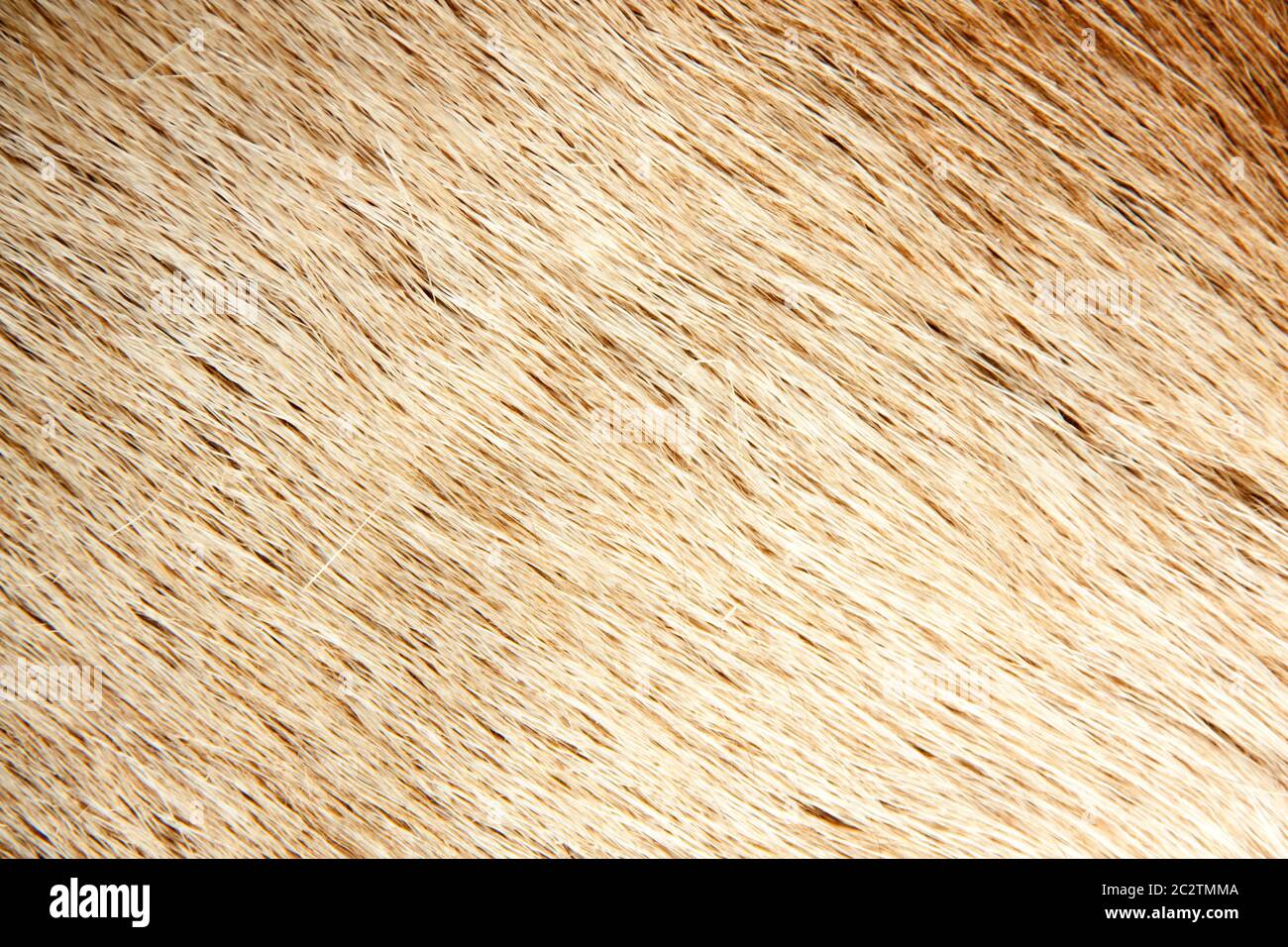 Fur surface. Texture or background Stock Photo - Alamy