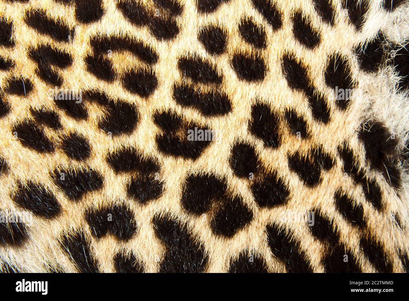 Leopard fur. Texture or background Stock Photo - Alamy
