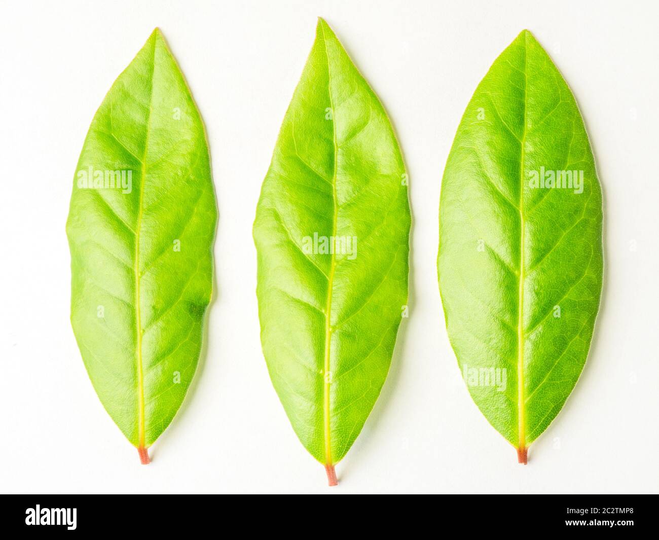 Three fresh bay leaves isolated on a white background Stock Photo - Alamy