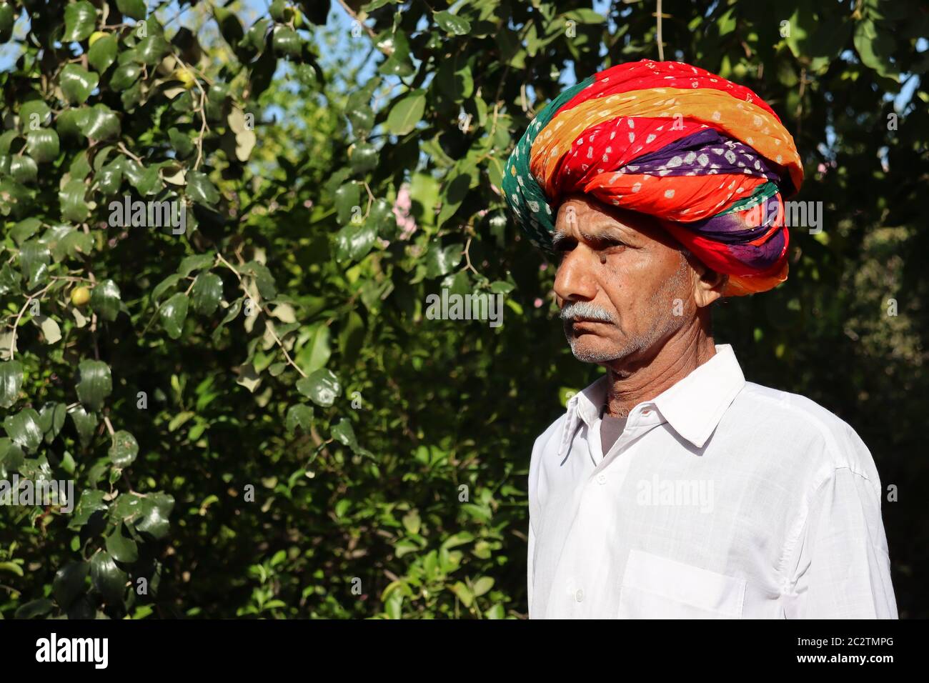 A chunari turban tied gardener stands in the green garden Stock Photo ...