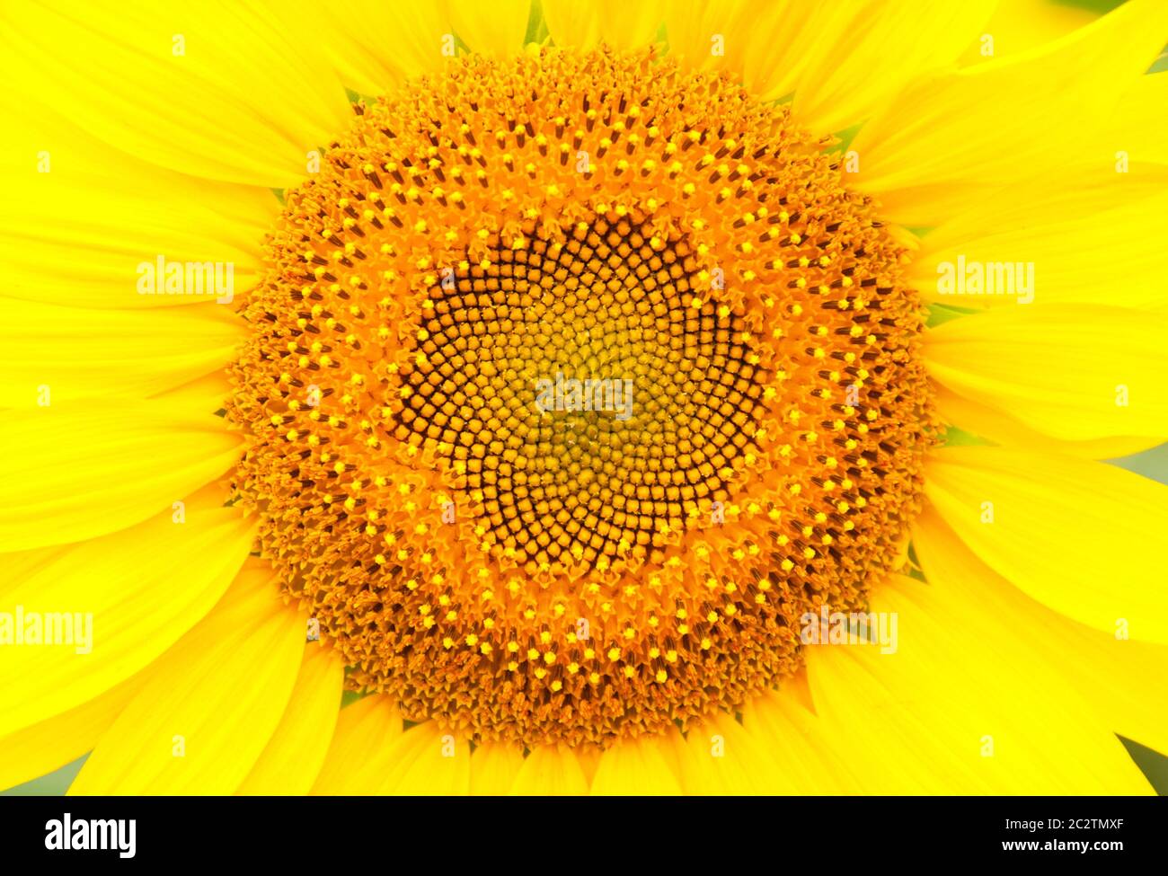 Multi head sunflower hi-res stock photography and images - Alamy