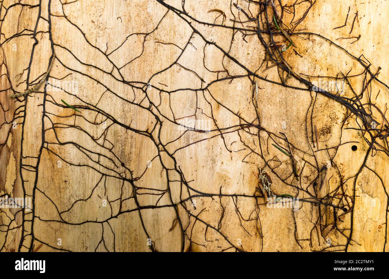 Old light wooden tree texture Stock Photo - Alamy