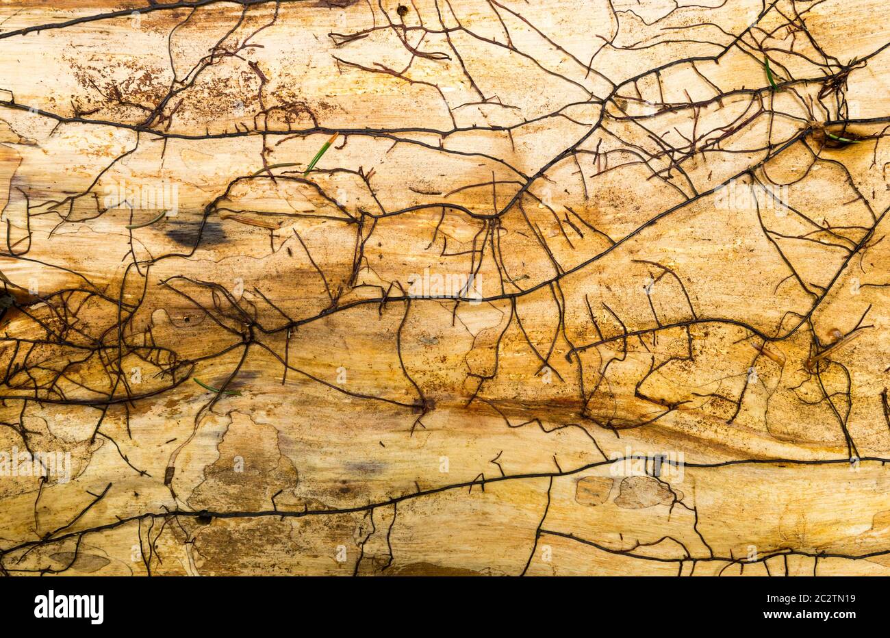 Old ivy covered light wooden tree texture Stock Photo - Alamy