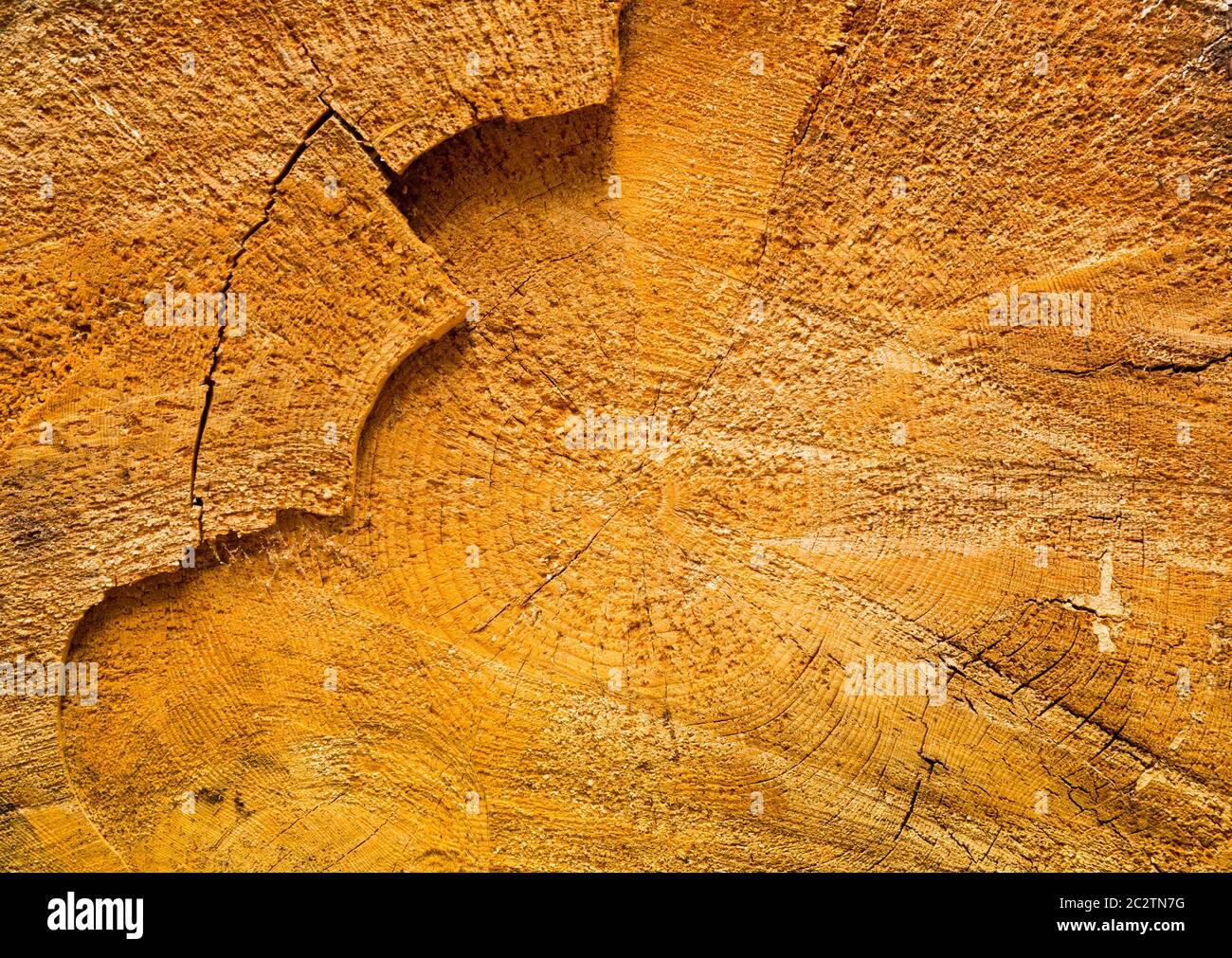 Old wooden tree texture with bough, yellow colors Stock Photo - Alamy