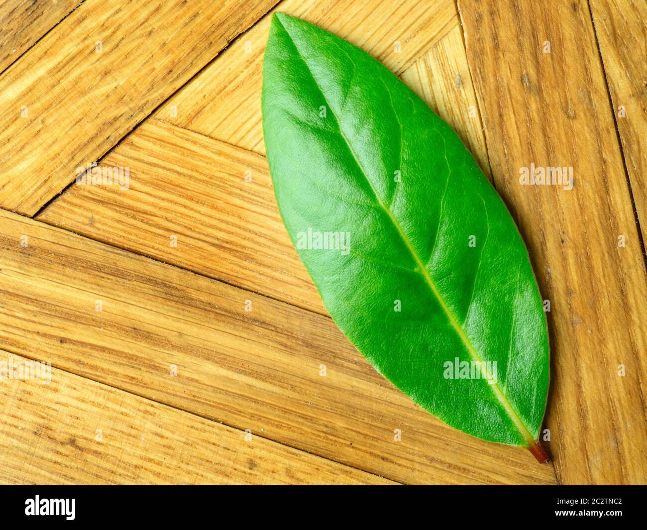 A single fresh bay leaf on a wood block background with copy space ...