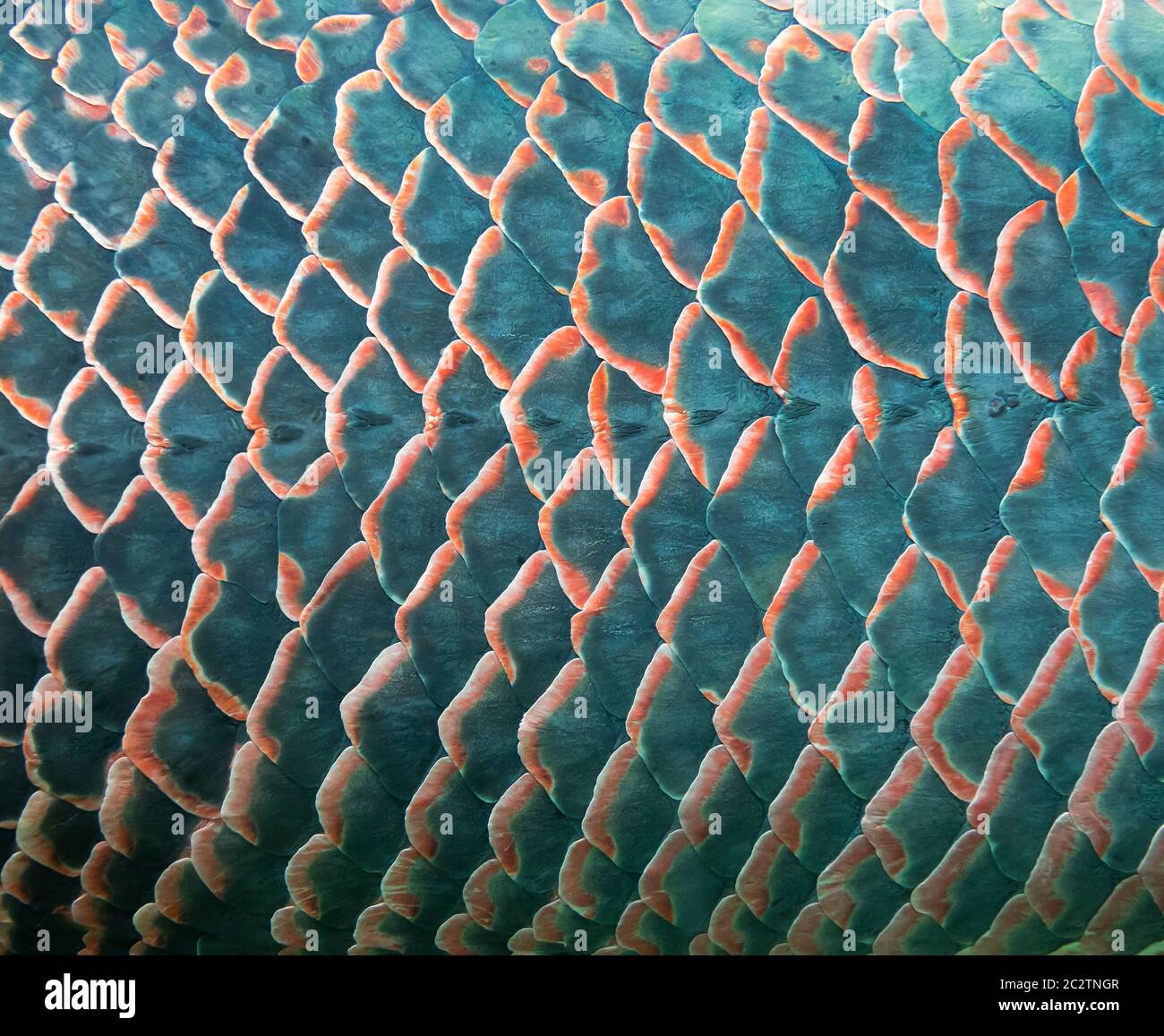 Background of giant fish scale Stock Photo - Alamy