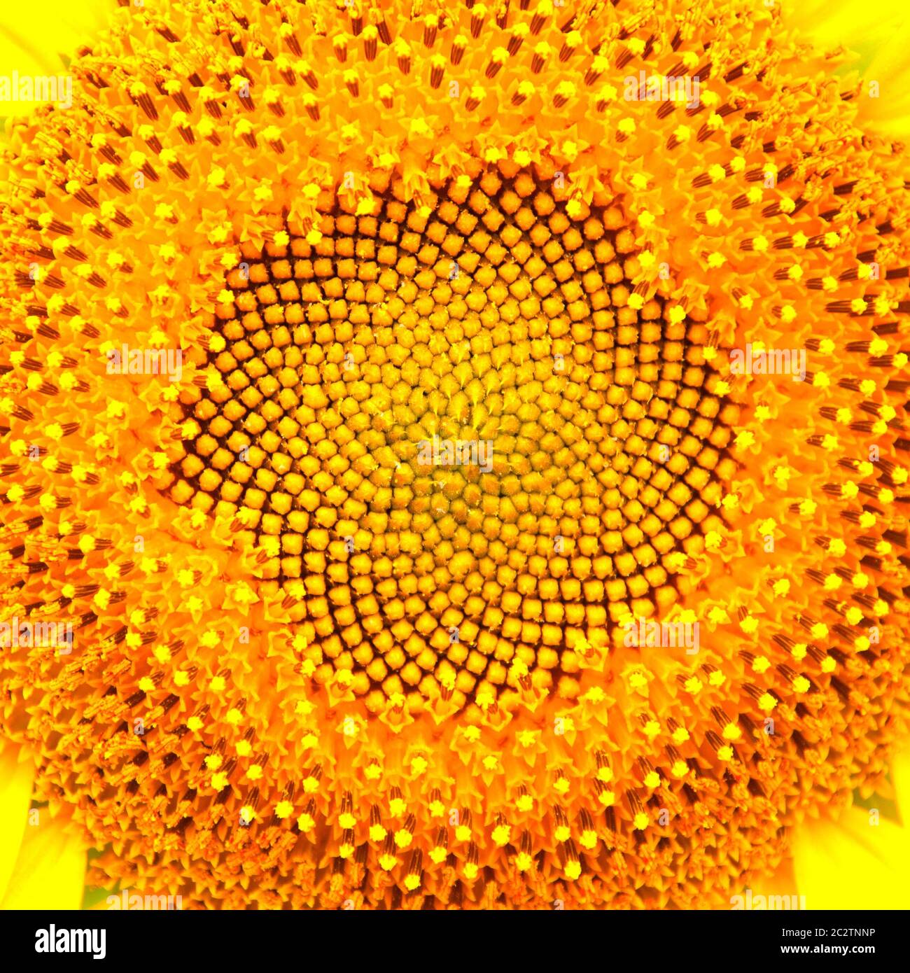 Sunflower head. Texture or background Stock Photo - Alamy
