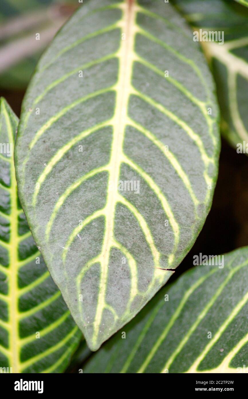 The green leaf of a cocoa tree Stock Photo - Alamy