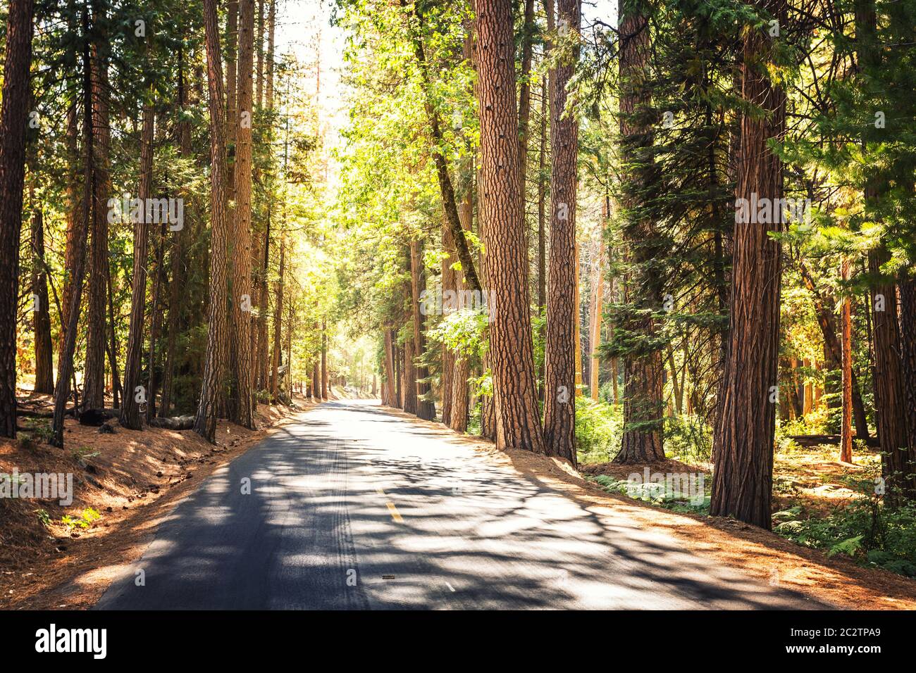 Evergreen pine forest at Yosemite National Park, California USA Stock ...