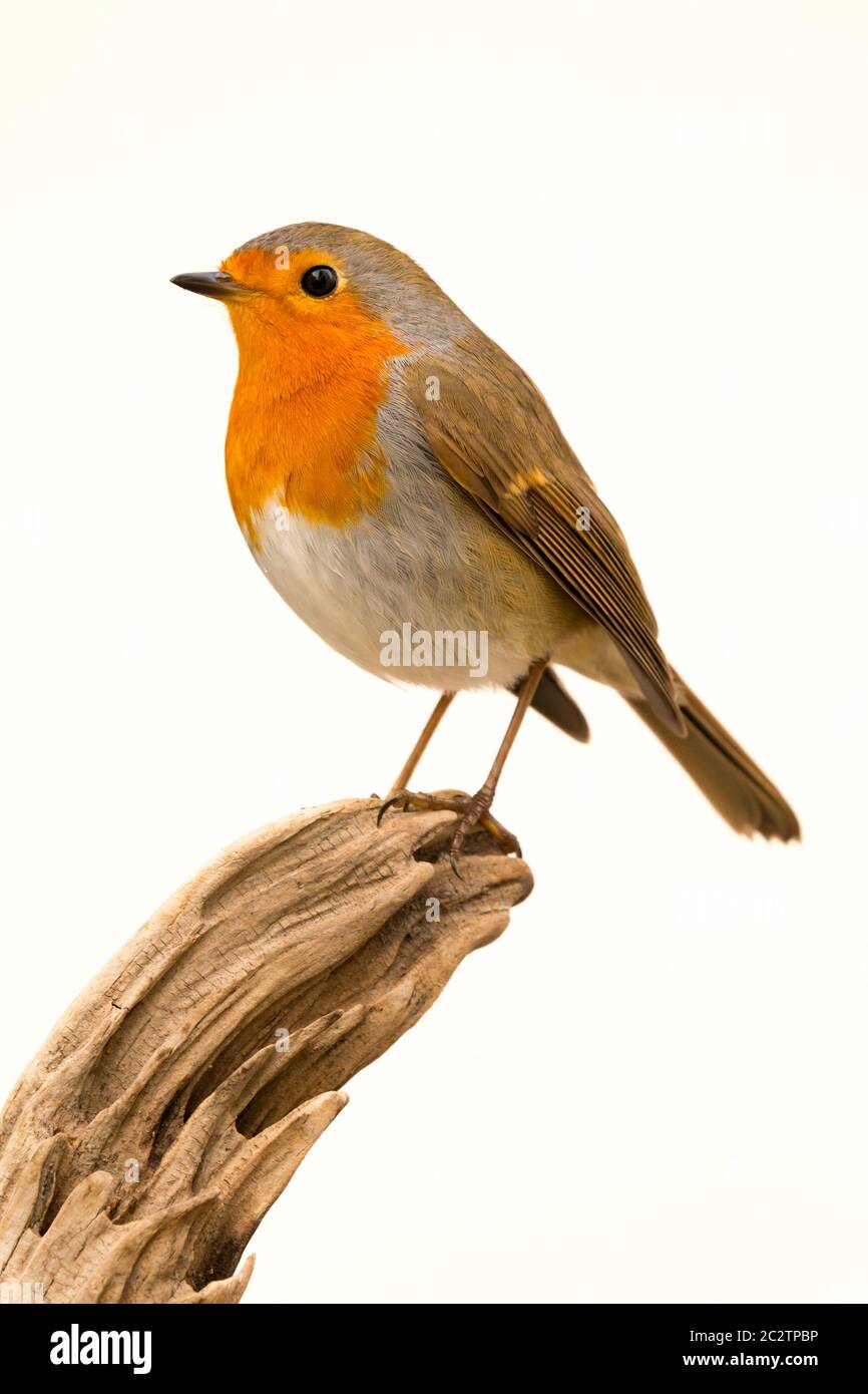 Beautiful small bird with a orange feathers on a white background Stock ...