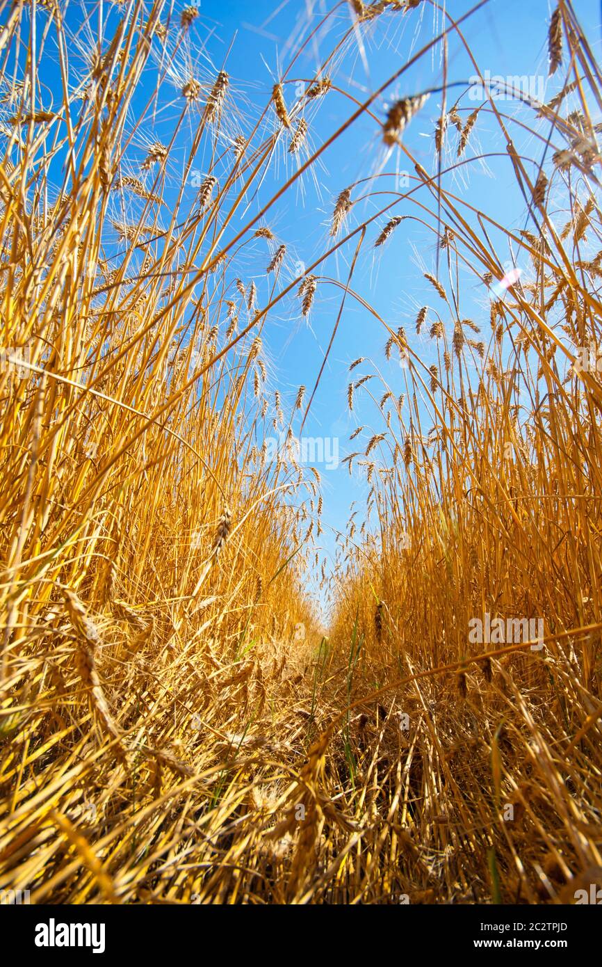 Path through wheat field hi-res stock photography and images - Alamy