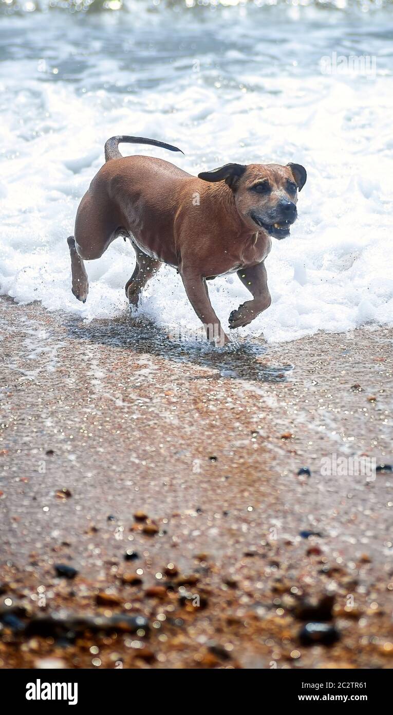 Cute staffordshire bull terrier dog hi-res stock photography and images ...