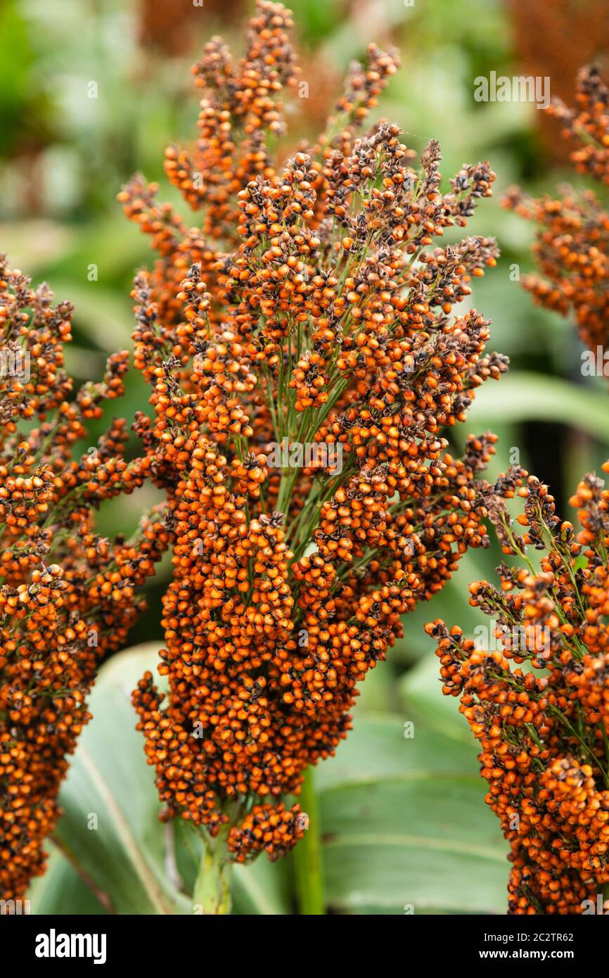 Grain sorghum hi-res stock photography and images - Alamy