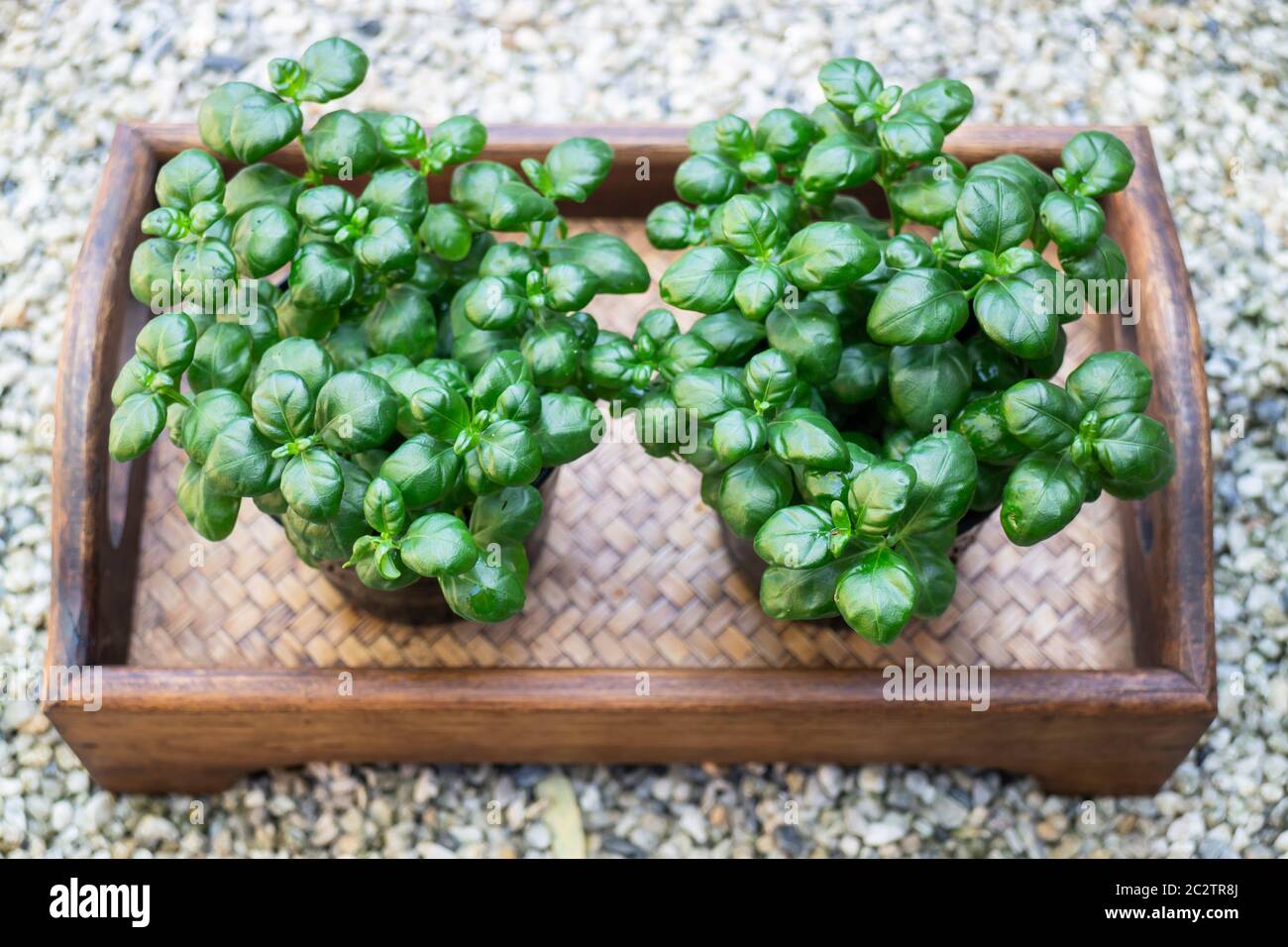 Environmentsmall hi-res stock photography and images - Alamy