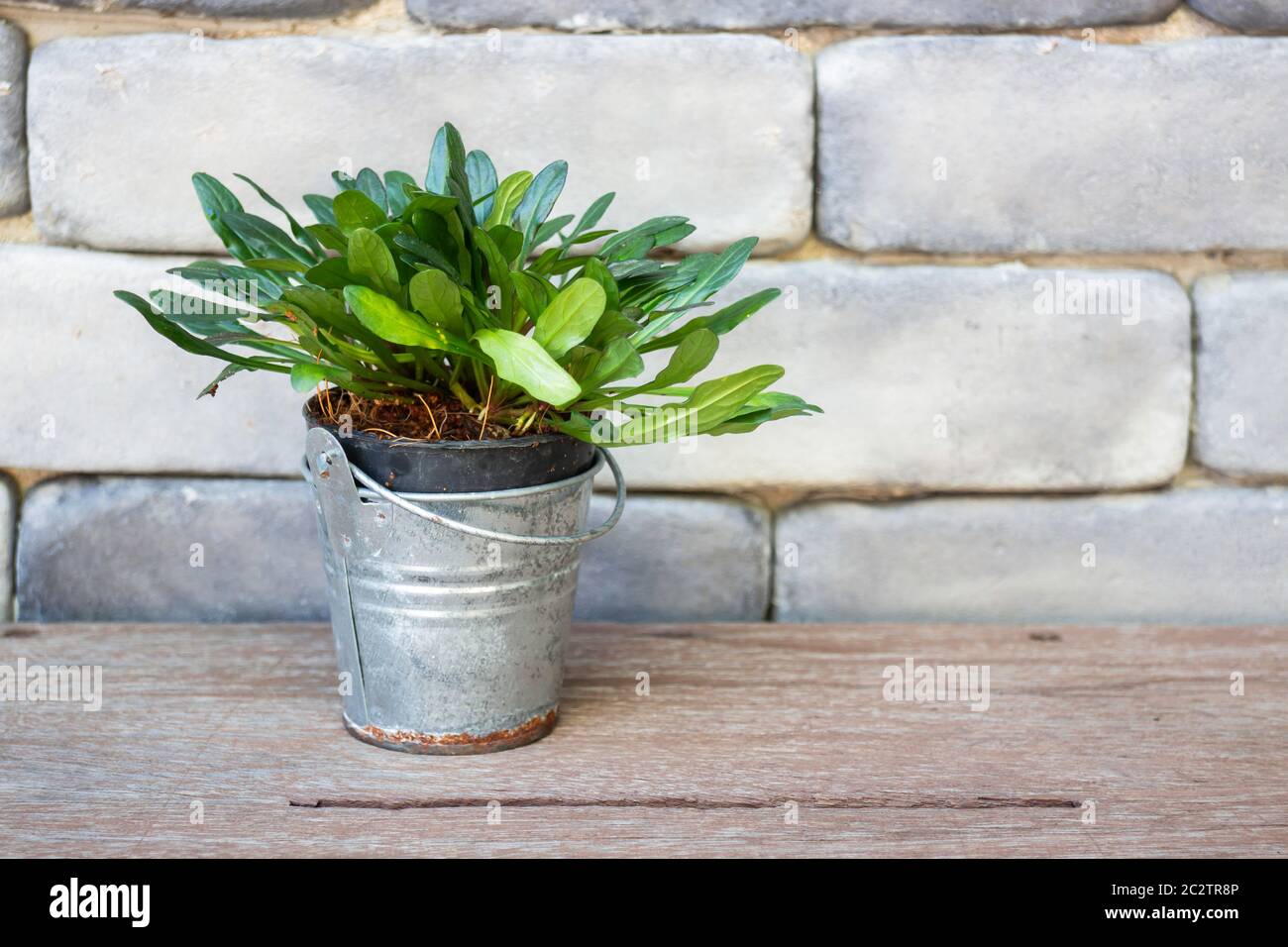 Mini green leaves plant pot, stock photo Stock Photo - Alamy