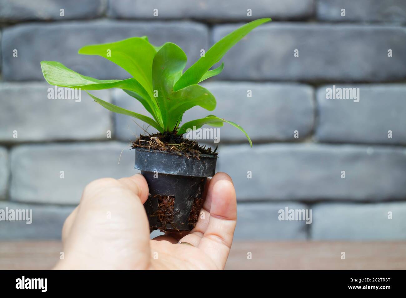 Mini green leaves plant pot, stock photo Stock Photo - Alamy