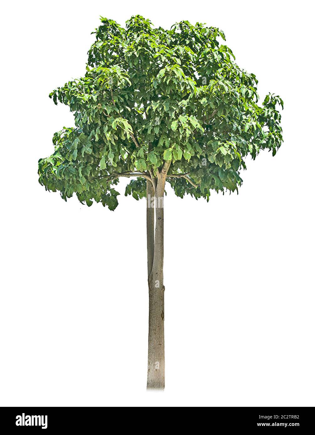 Tree isolated on white background Stock Photo - Alamy