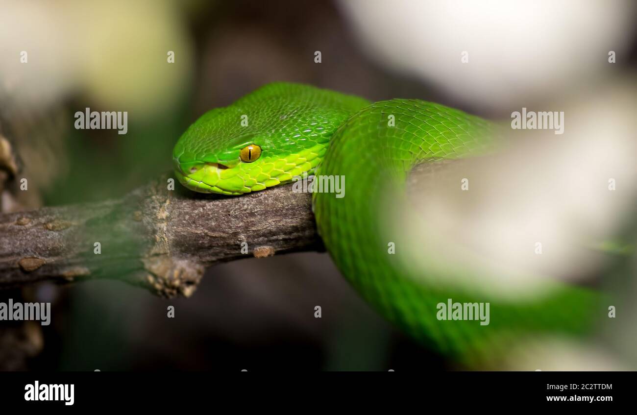 Closeup image of a green python on a tree branch Stock Photo - Alamy