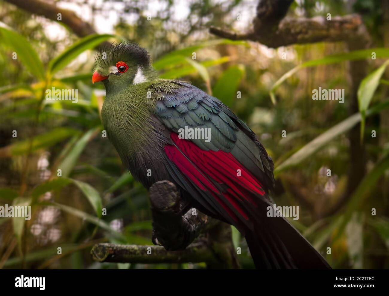 Green turaco sitting on a tree branch Stock Photo - Alamy